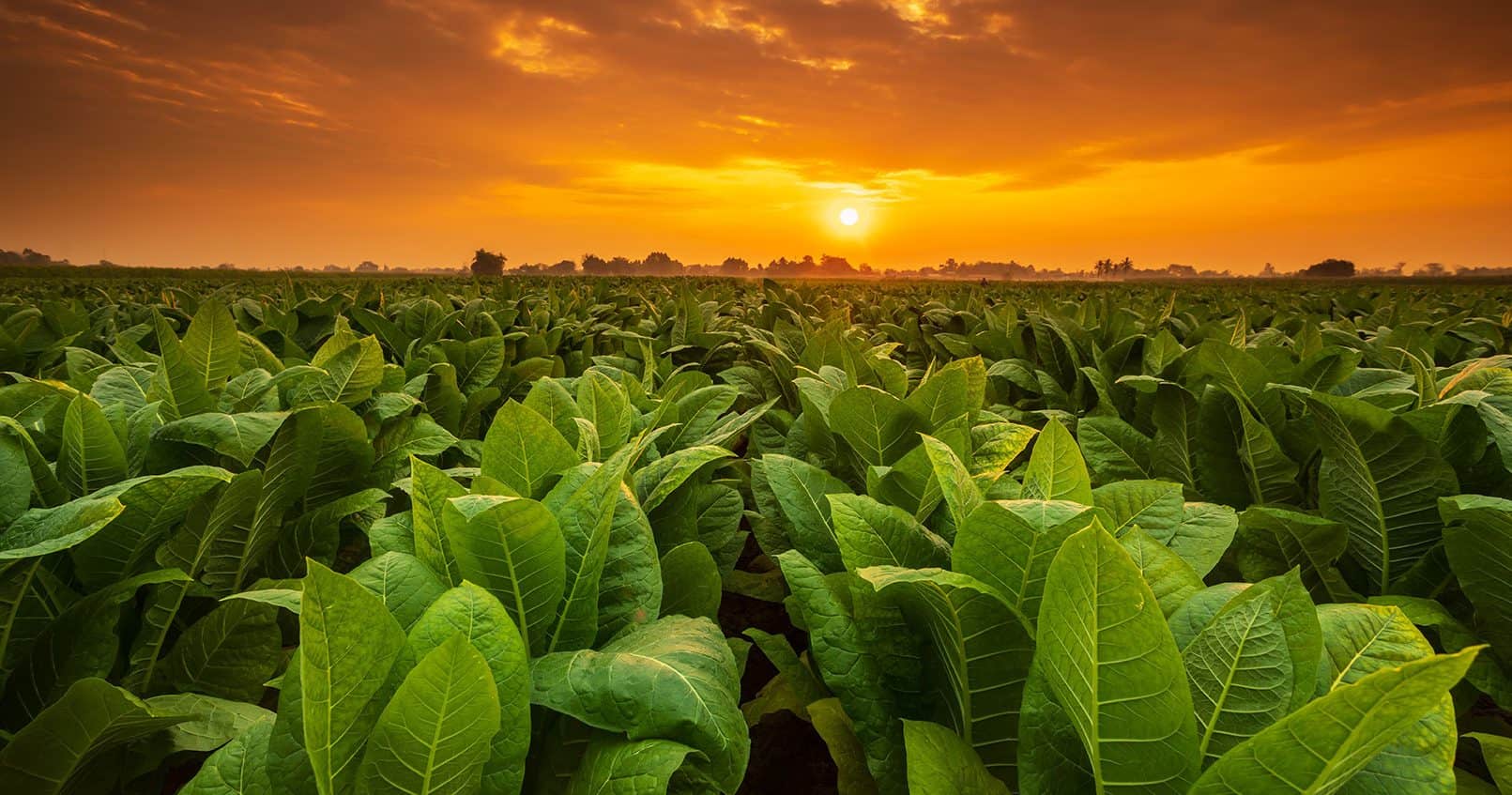 Pre-tobacco marketing season 2025 fact sheet - Zimbabwe Tobacco Association