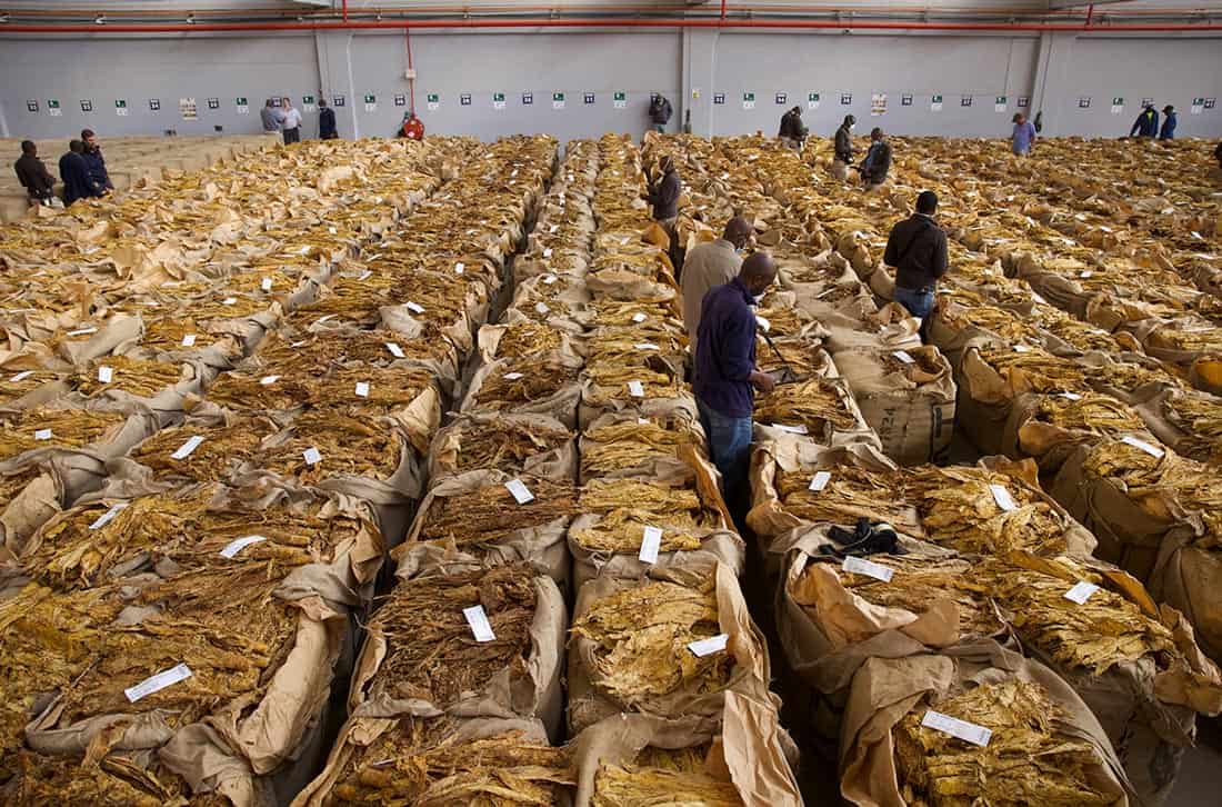 2022/23 record tobacco crop produced - Zimbabwe Tobacco Association